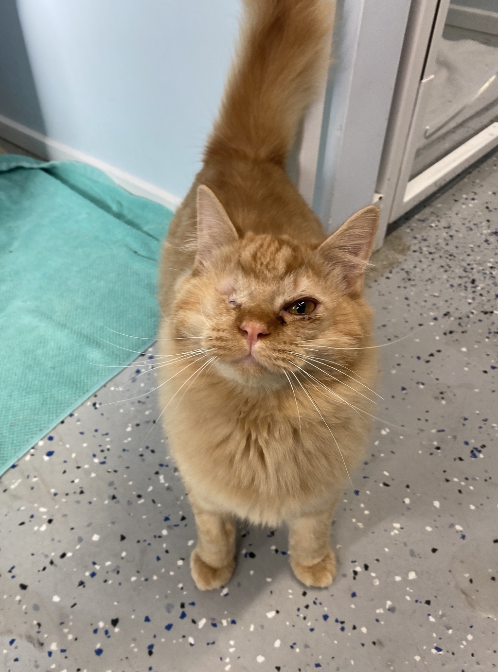 Piglet - Male Domestic Medium Hair Cat in ACT - PetRescue