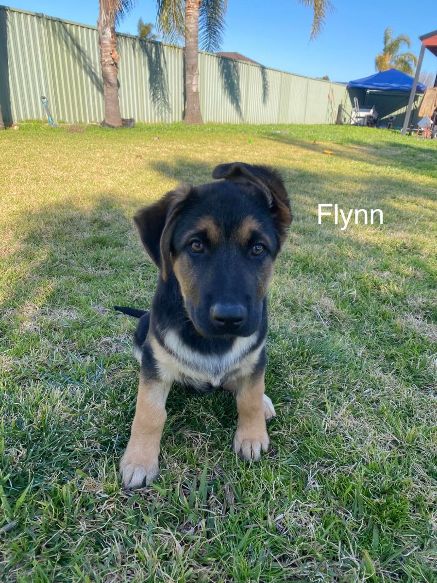 Awesome foursome! - Large Female Labrador x German Shepherd Mix Dog in ...