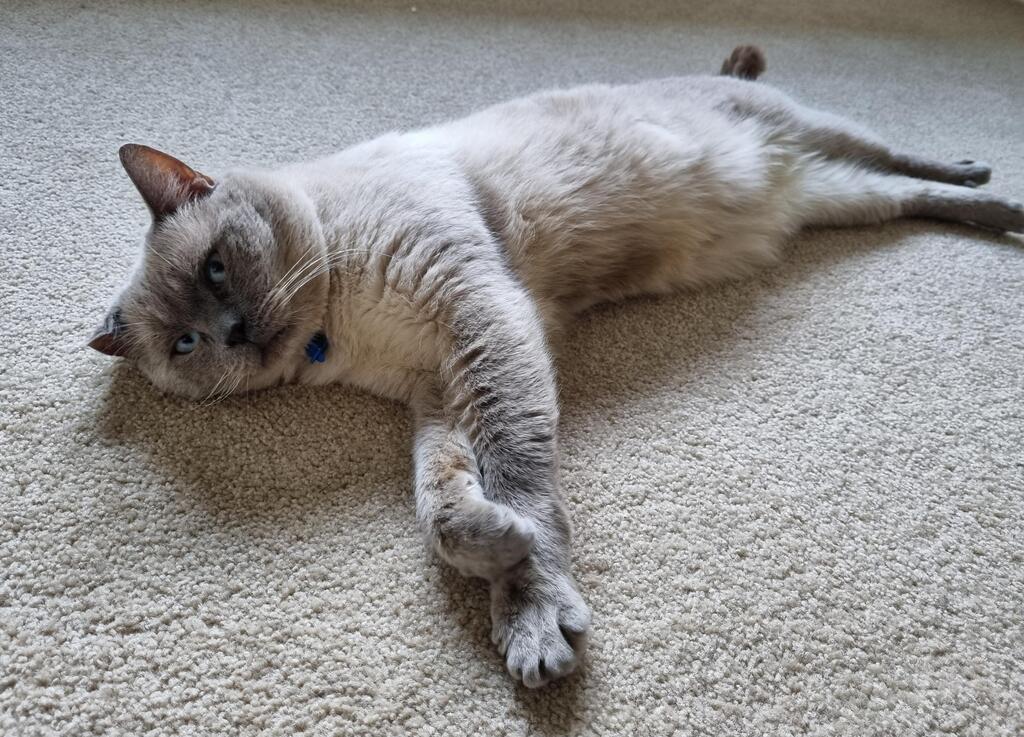 Hemingway - Male Ragdoll Mix Cat in QLD - PetRescue