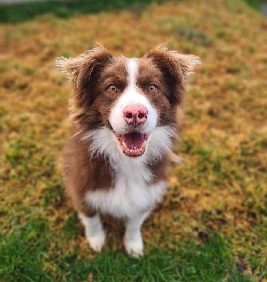 Broc - Medium Male Border Collie Mix Dog in NSW - PetRescue