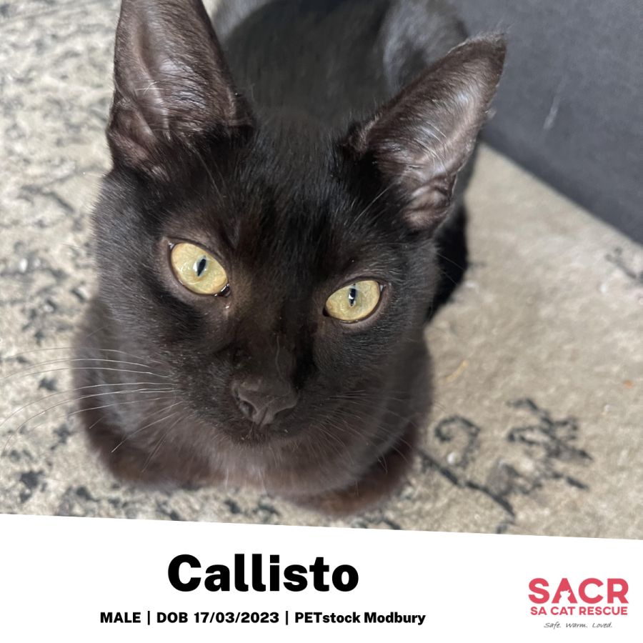Callisto - Male Domestic Short Hair Cat in SA - PetRescue