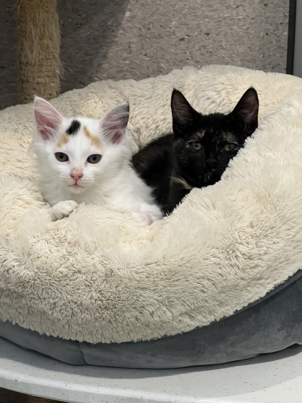 Miette - Female Domestic Short Hair Mix Cat in NSW - PetRescue