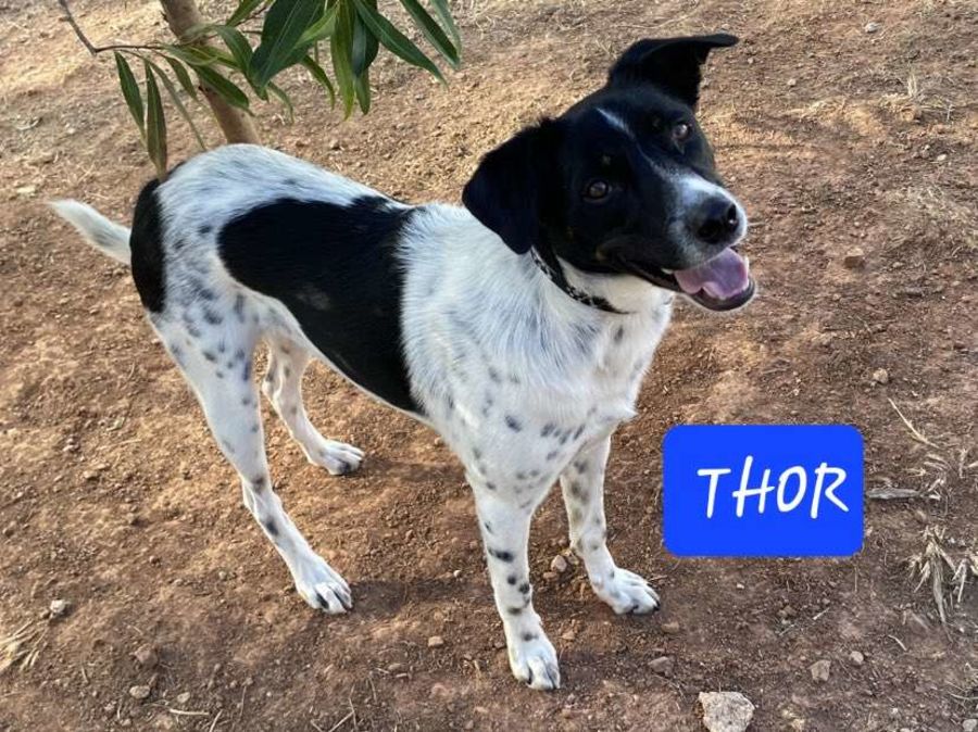 Thor - Medium Male Cattle Dog Mix Dog in QLD - PetRescue