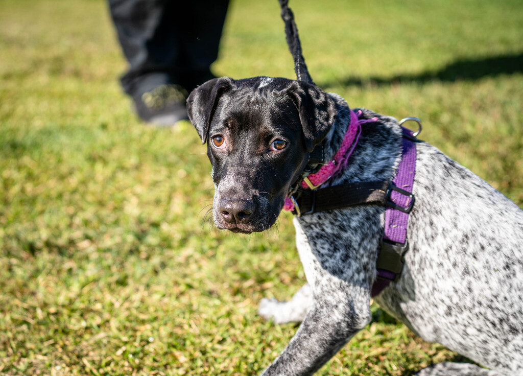Gem - Medium Female Bull Arab x German Shorthaired Pointer Mix Dog in ...