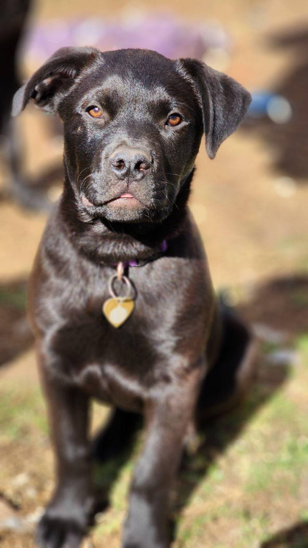 Donnie - Medium Male Labrador x Rottweiler Mix Dog in NSW - PetRescue