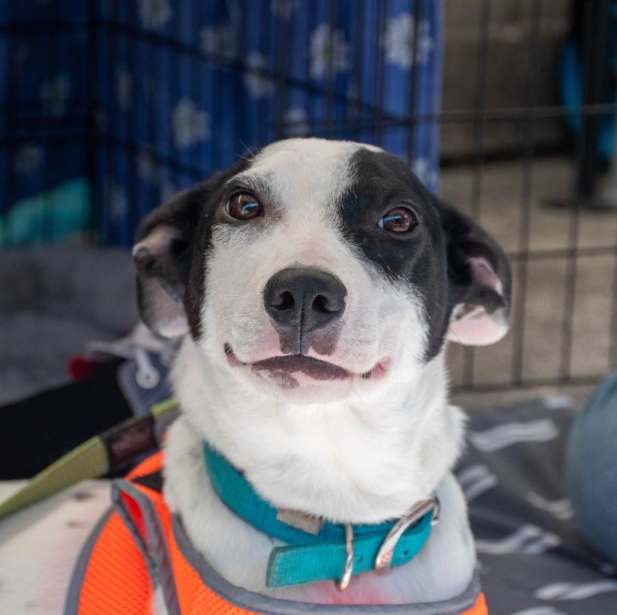 Smithy - Medium Male Border Collie x Whippet Mix Dog in QLD - PetRescue
