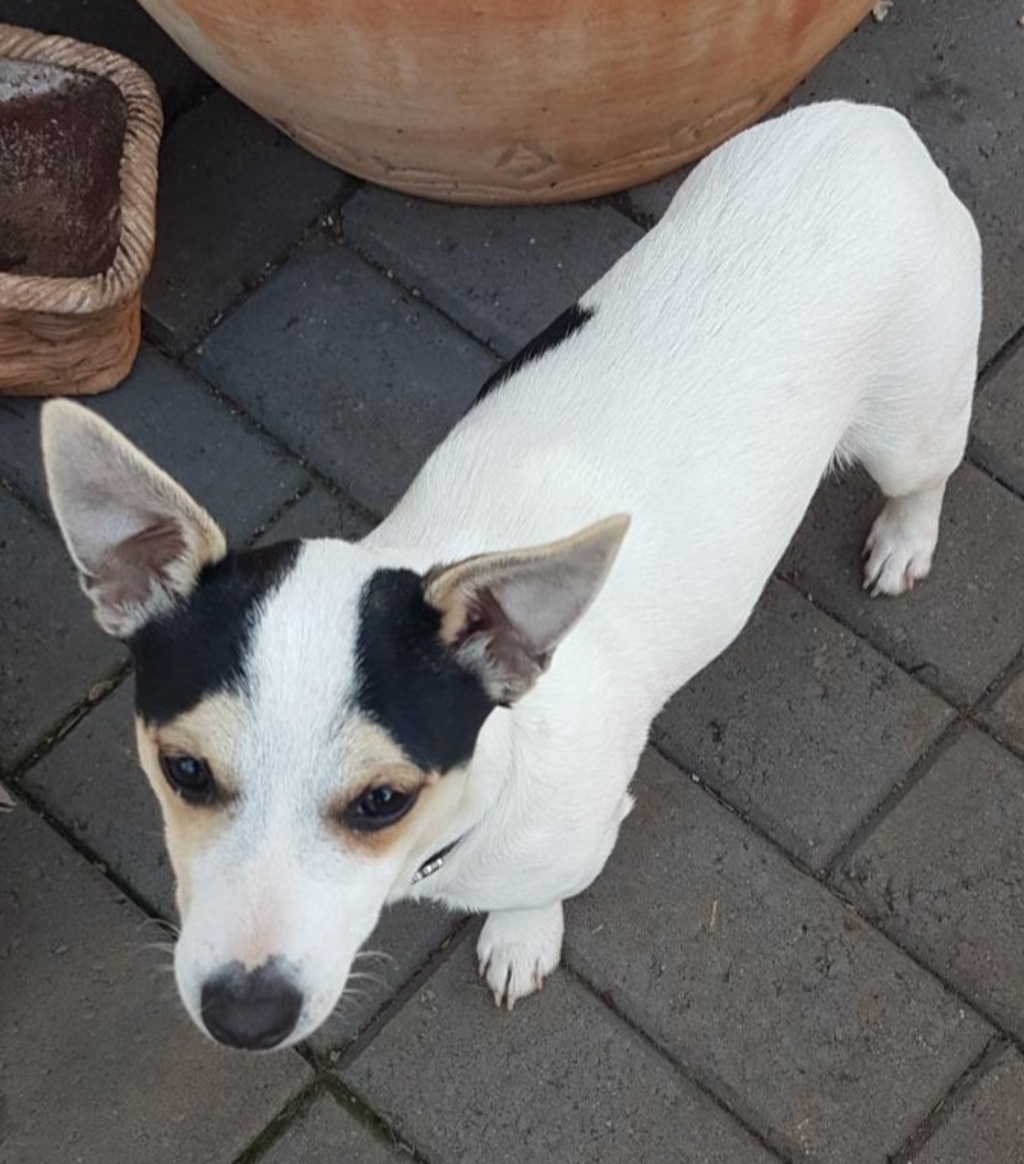 Buddy - Small Male Mini Foxie Mix Dog in NSW - PetRescue