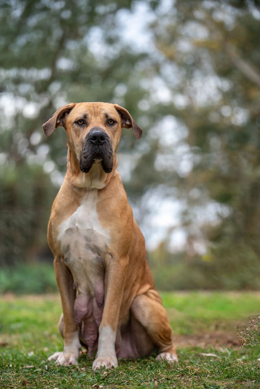 Zuma - Large Female Boerboel Dog in NSW - PetRescue