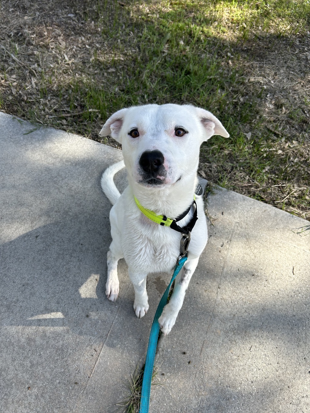 Houdini - Medium Male Staffy Mix Dog in WA - PetRescue