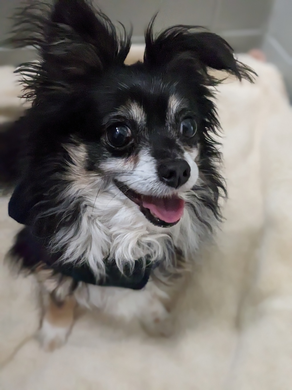 Ollie - Small Male Long Hair Chihuahua Mix Dog in WA - PetRescue