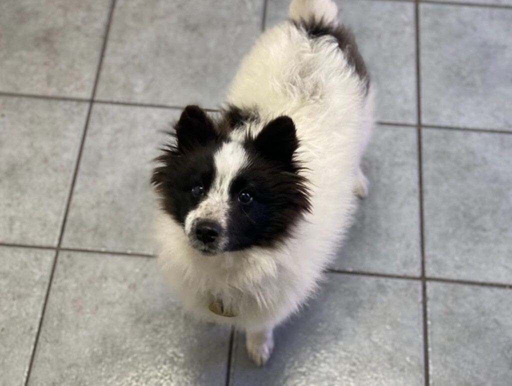 Liam - Small Male Japanese Spitz Mix Dog in VIC - PetRescue