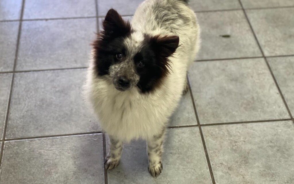 Lemmy - Small Male Japanese Spitz Mix Dog in VIC - PetRescue