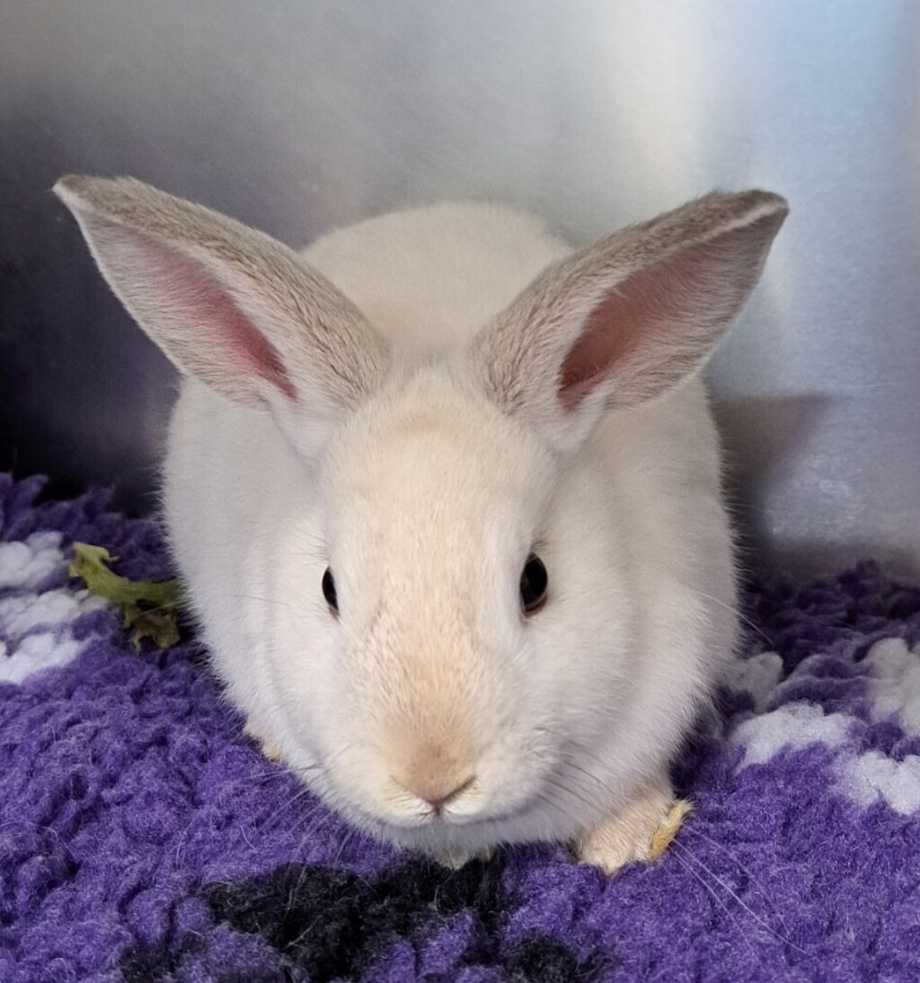 Wesley - Male Rex Mix Rabbit in VIC - PetRescue