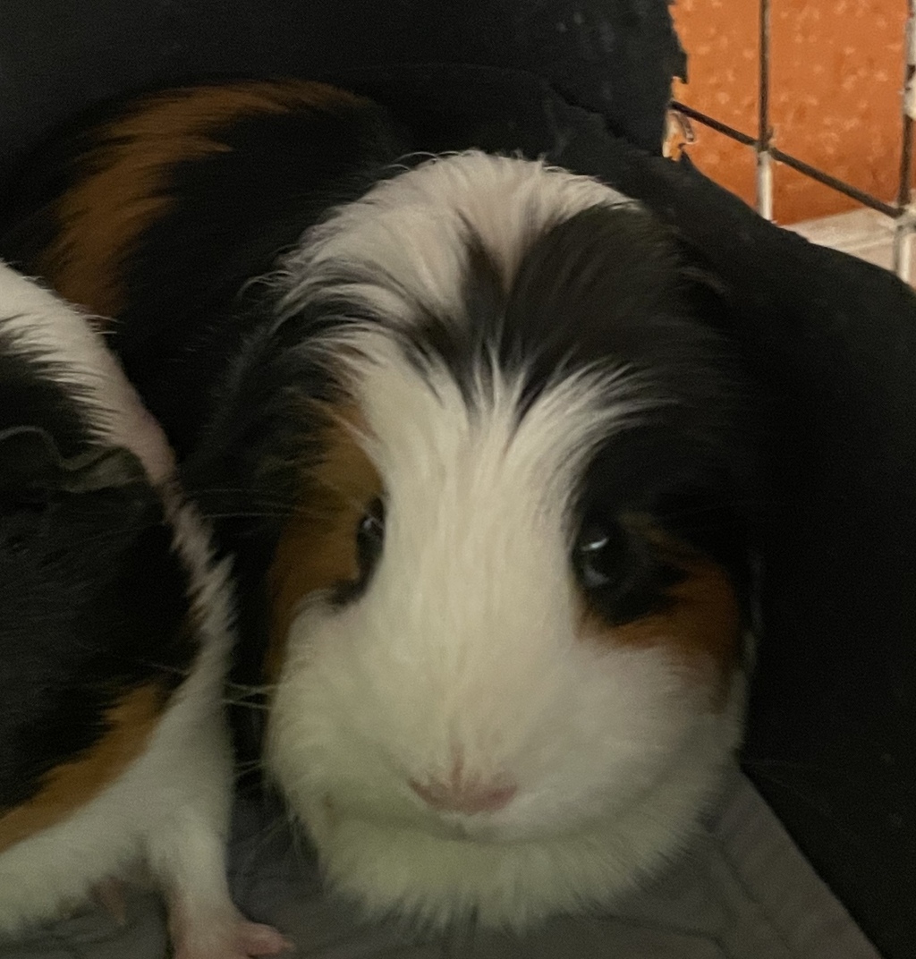 Loucia - Female Short-hair Smooth Hair Mix Guinea Pig in QLD - PetRescue