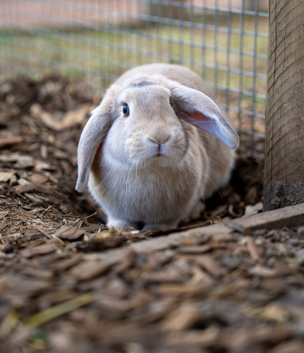 Rumpelstiltskin - Female Lop Eared Mix Rabbit in NSW - PetRescue