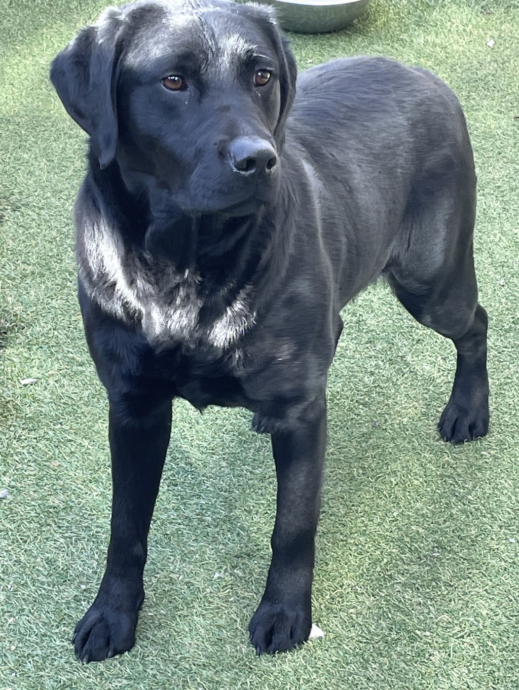 Aspen - Medium Female Labrador Dog in VIC - PetRescue