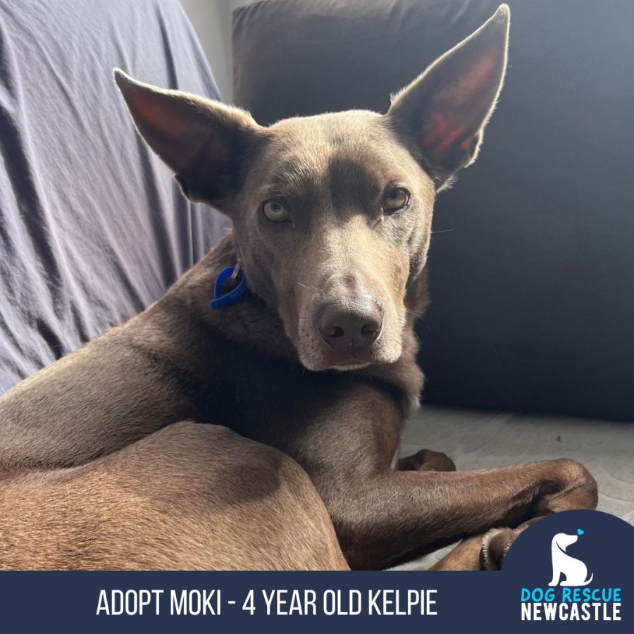 Moki - 4 Year Old Kelpie (On trial 26/8/23) - Medium Male Kelpie Dog in ...