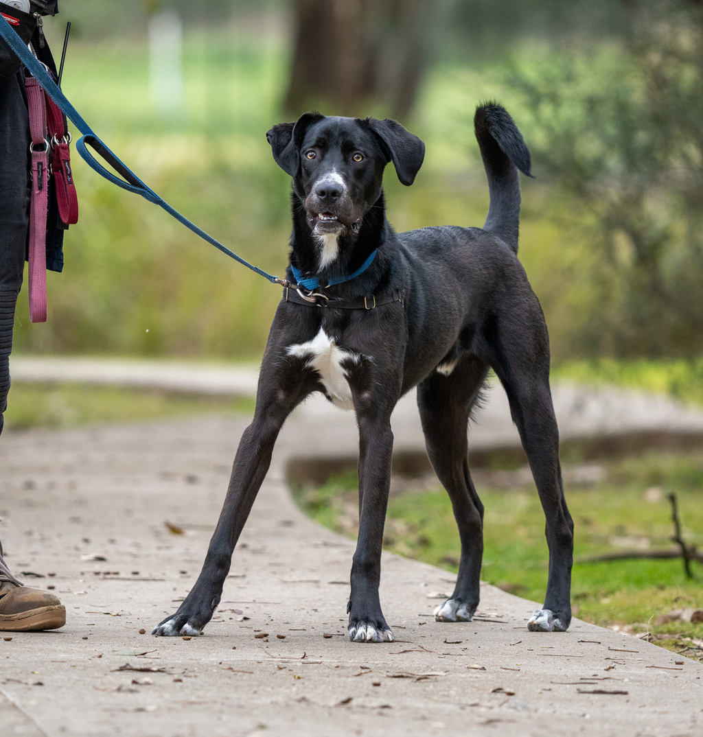 Sheldon - Large Male Maremma Sheepdog x Neapolitan Mastiff Mix Dog in ...