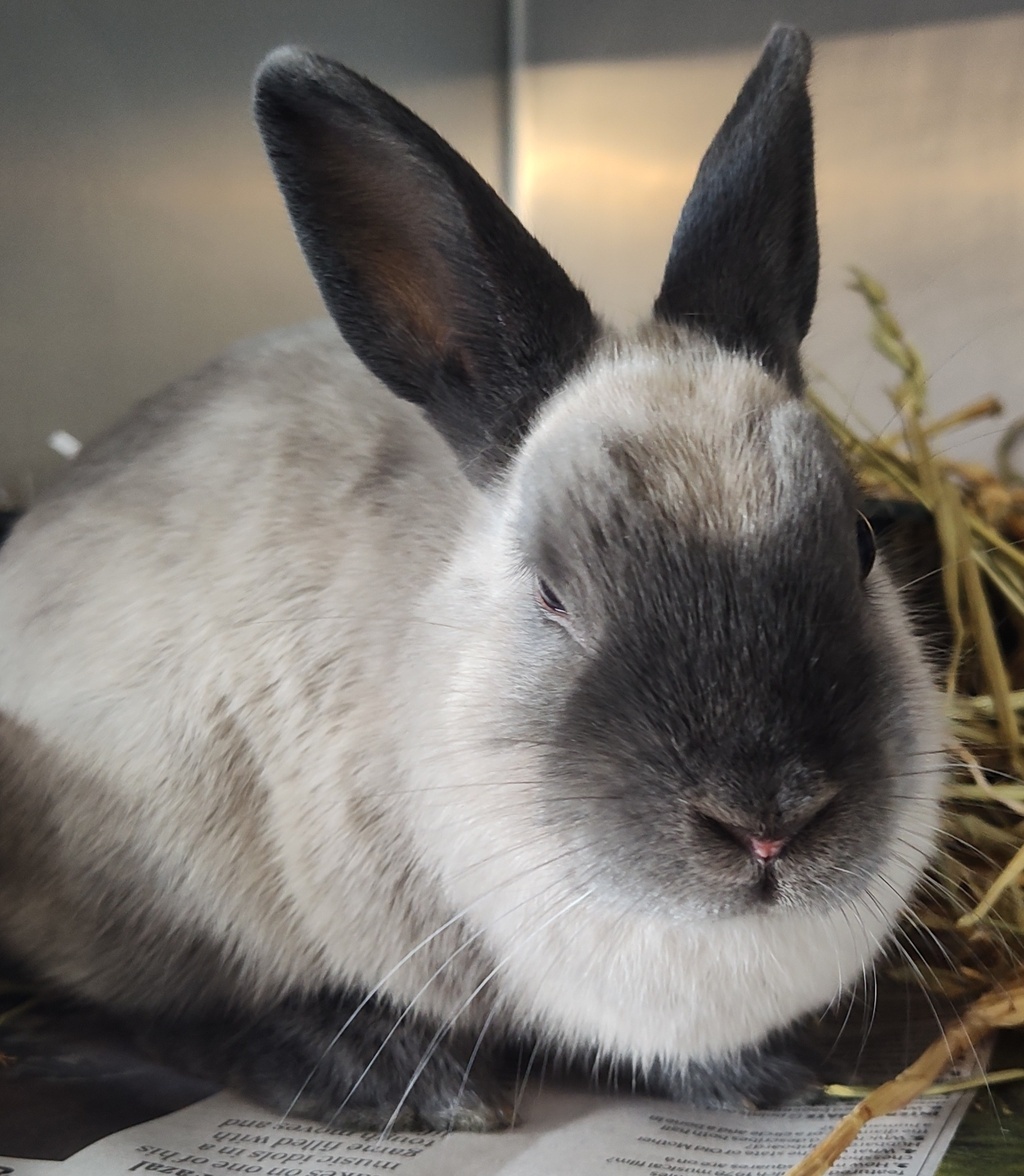 Kirahvi - Female Mini Lop x Rabbit Unspecified Mix Rabbit in VIC ...