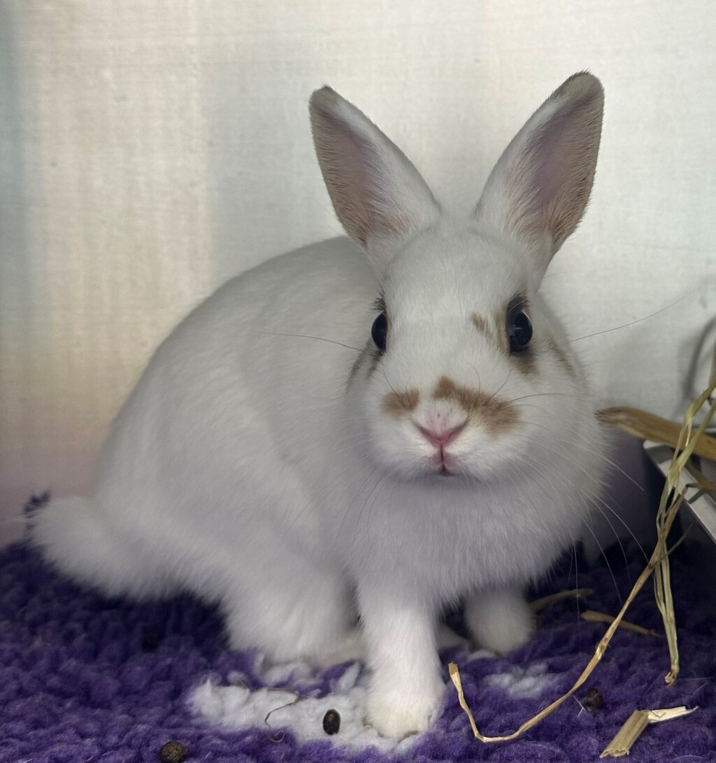 Blanche - Female Netherland Dwarf Mix Rabbit in VIC - PetRescue