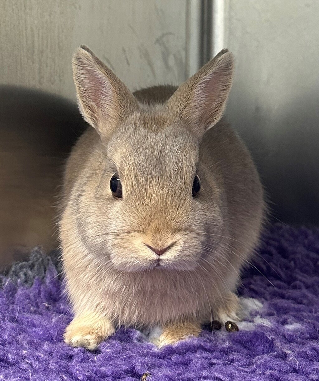 Sophia - Female Netherland Dwarf Mix Rabbit in VIC - PetRescue