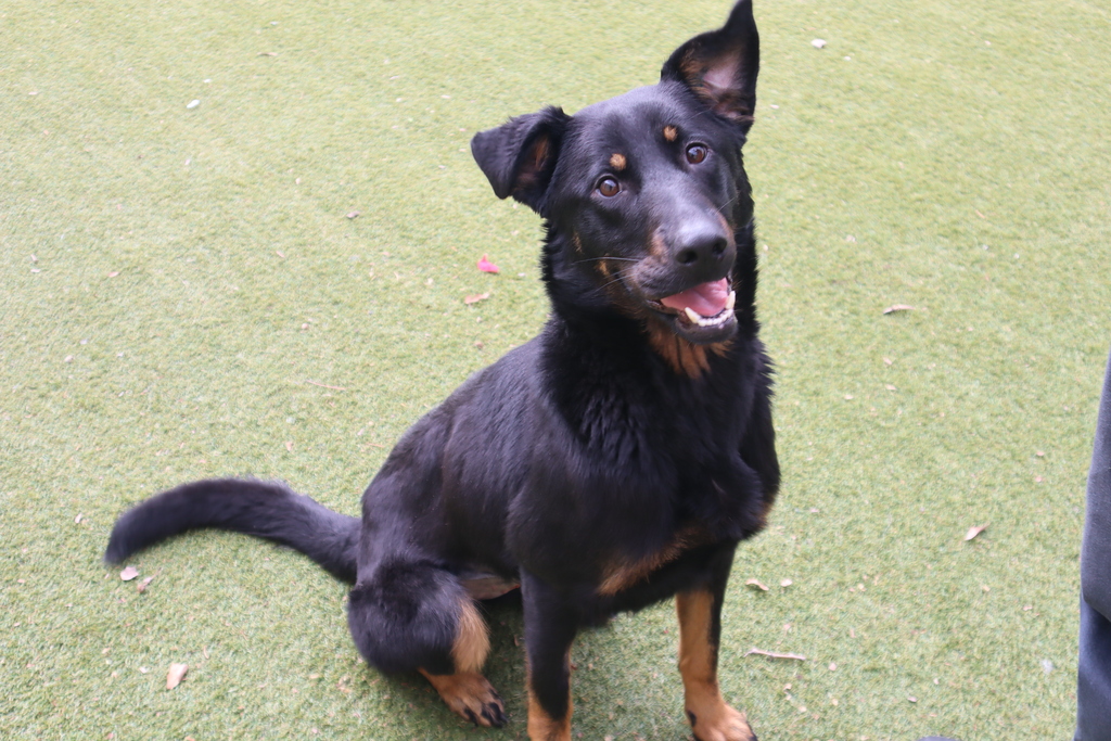 Gemima - Medium Female German Shepherd x Rottweiler Mix Dog in VIC ...