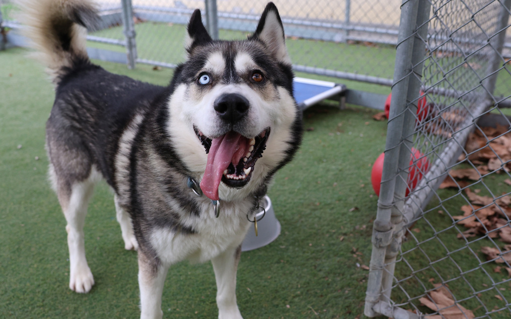 Oreo - Large Male Alaskan Malamute x Siberian Husky Mix Dog in VIC ...