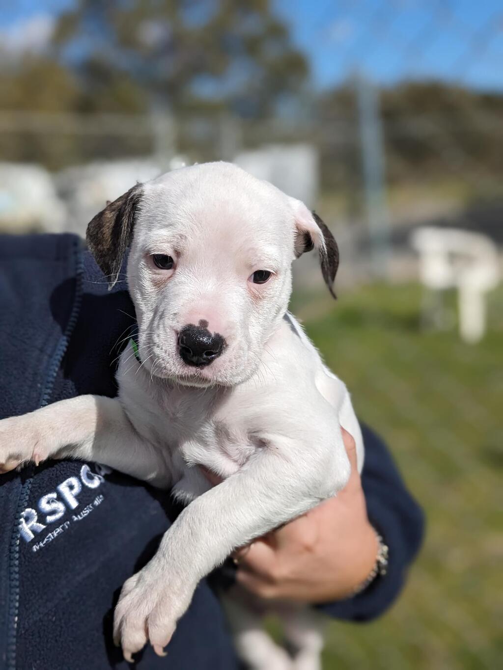 Ragnar (was Jax) - Medium Male Bull Arab x Mixed Mix Dog in WA - PetRescue
