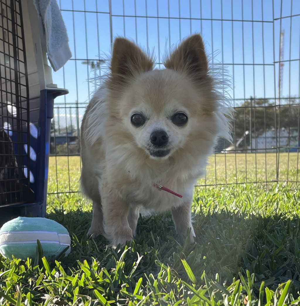 Orabel - Small Female Long Hair Chihuahua Mix Dog in QLD - PetRescue