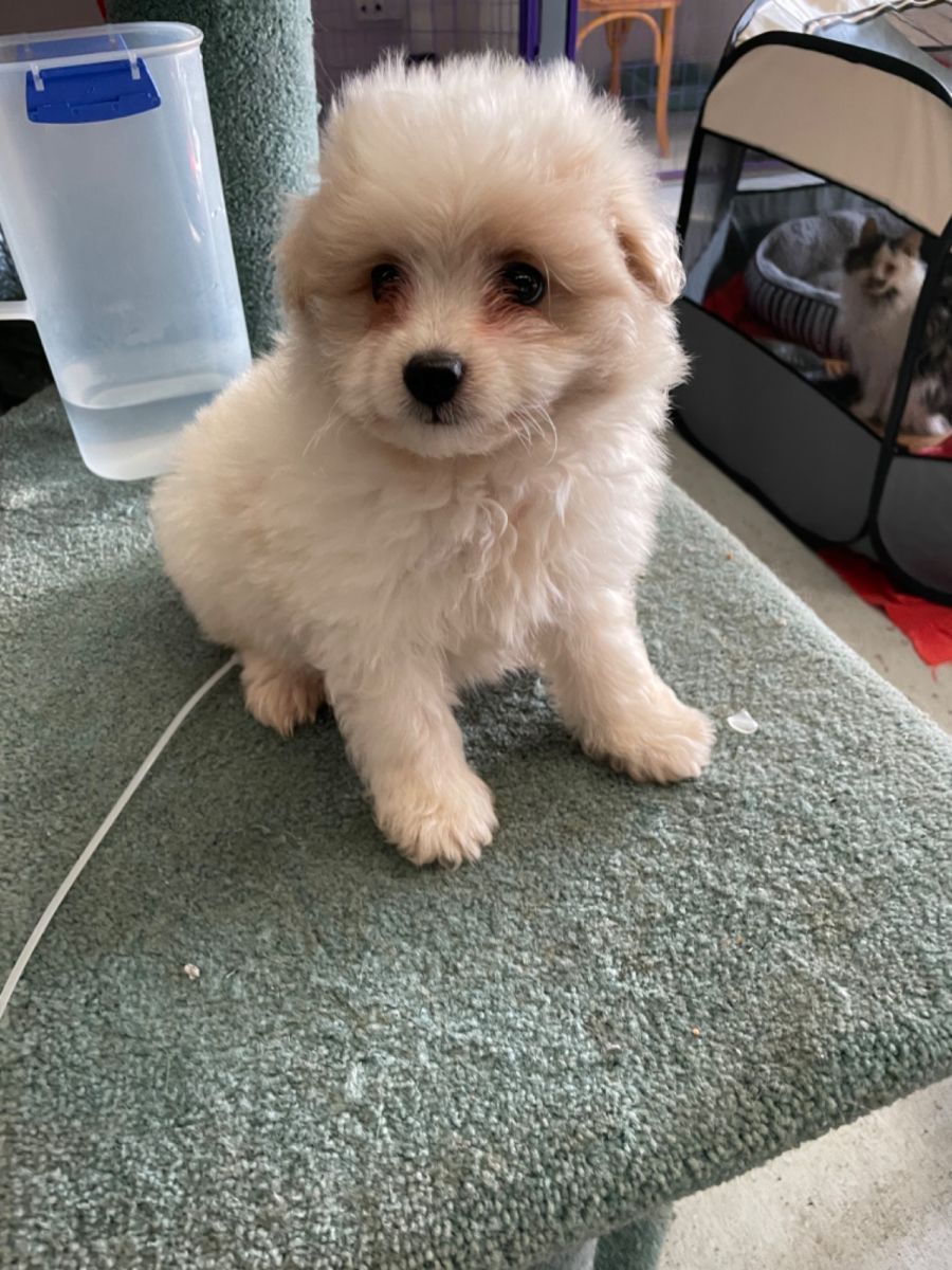 Lucy - Small Female Spitz x Poodle Mix Dog in VIC - PetRescue