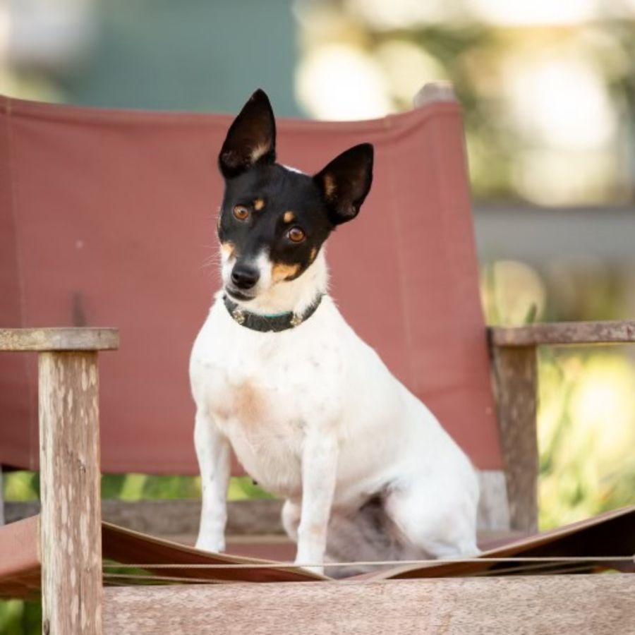 Oreo - Small Female Miniature Fox Terrier Dog in QLD - PetRescue