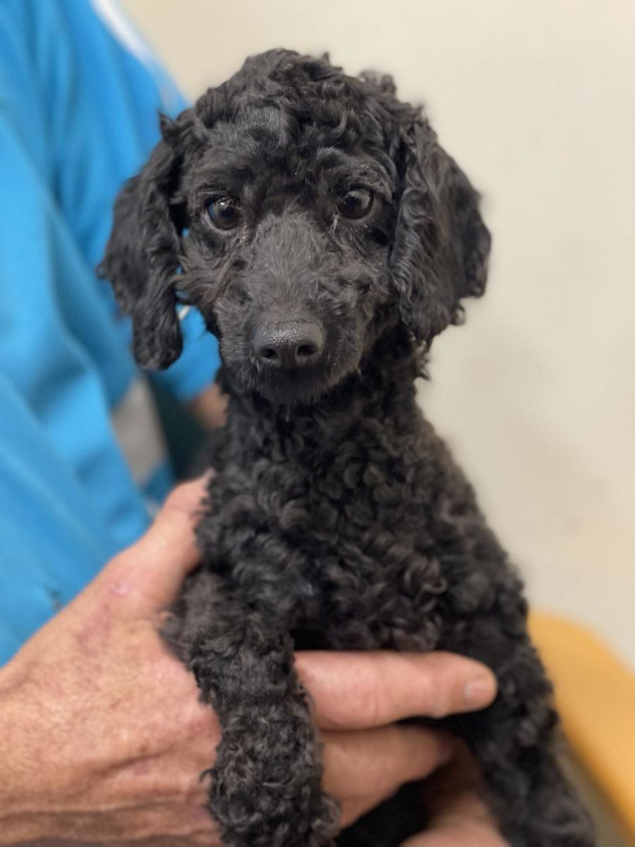 Dominique - Small Female Poodle Dog in QLD - PetRescue