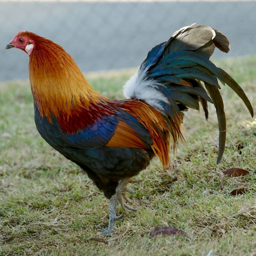 Ross - Male Fowl in NSW - PetRescue