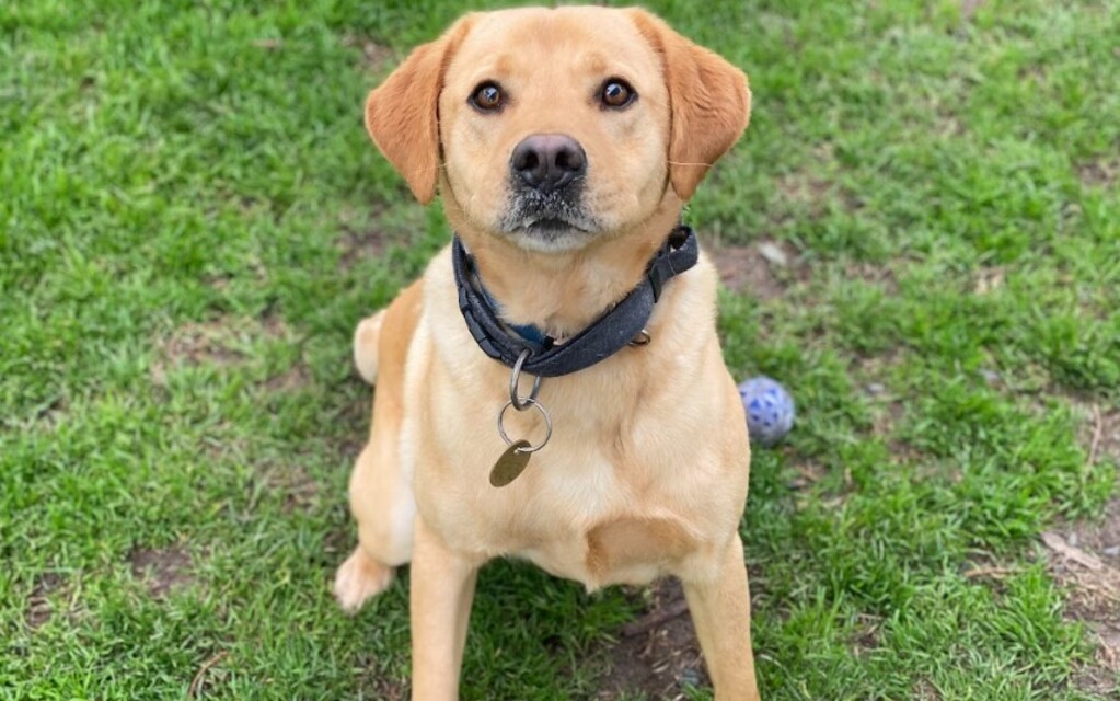 Lucky - Medium Male Labrador Mix Dog in VIC - PetRescue