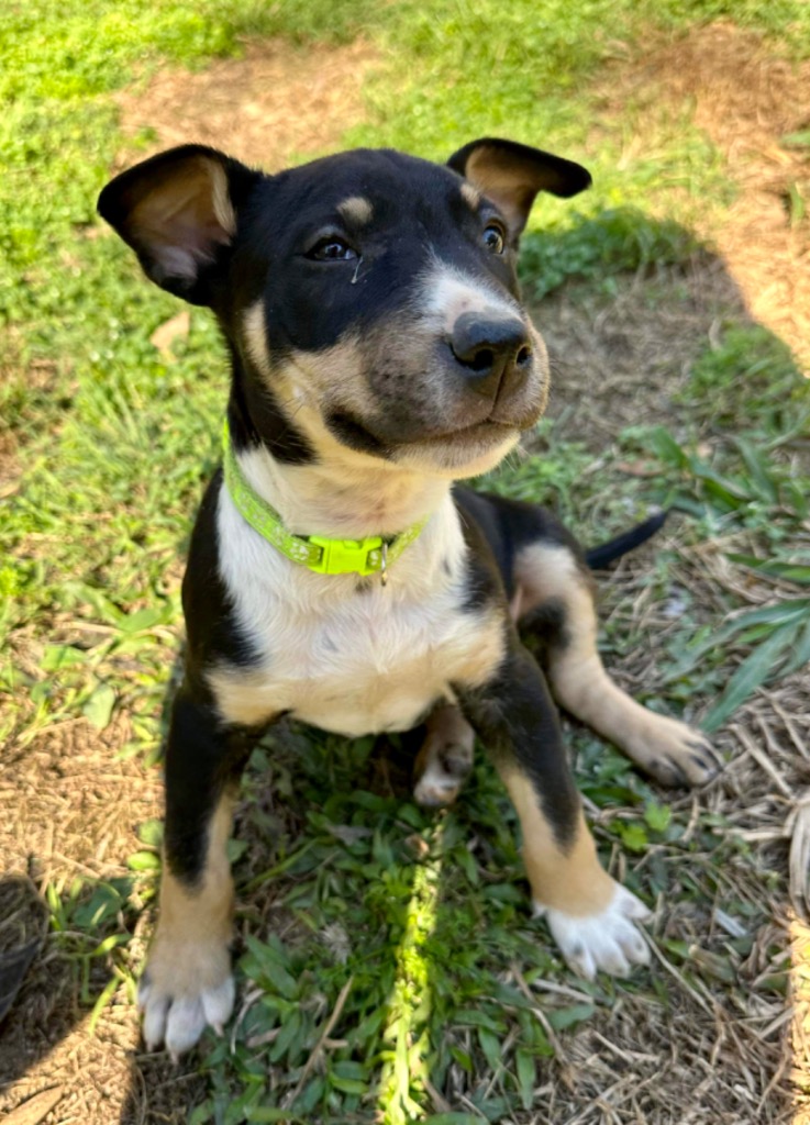 Marcus - Large Male Huntaway Mix Dog in QLD - PetRescue