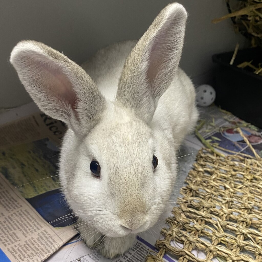 Snickers - Female Rex Rabbit in VIC - PetRescue