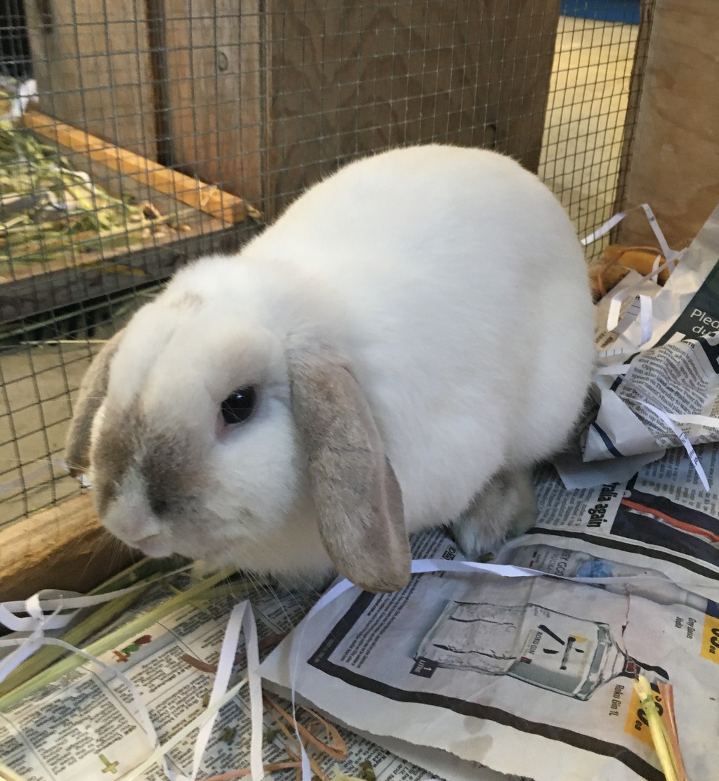 Pudding - Male Lop Eared Mix Rabbit in WA - PetRescue