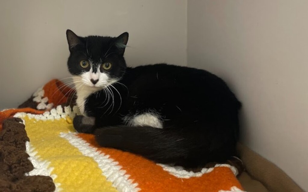 Samsa - Female Domestic Short Hair Mix Cat in VIC - PetRescue