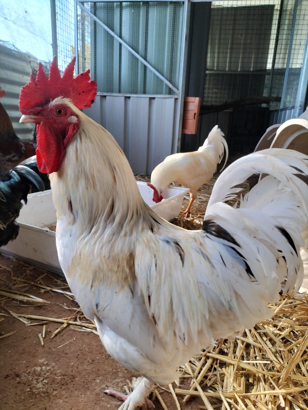 Wallace - Male Rooster Mix Fowl in ACT - PetRescue