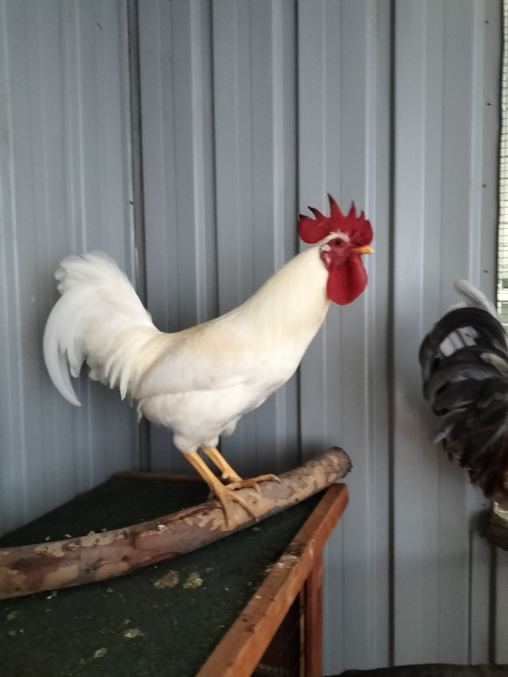 Chicko - Male Rooster Mix Fowl in ACT - PetRescue