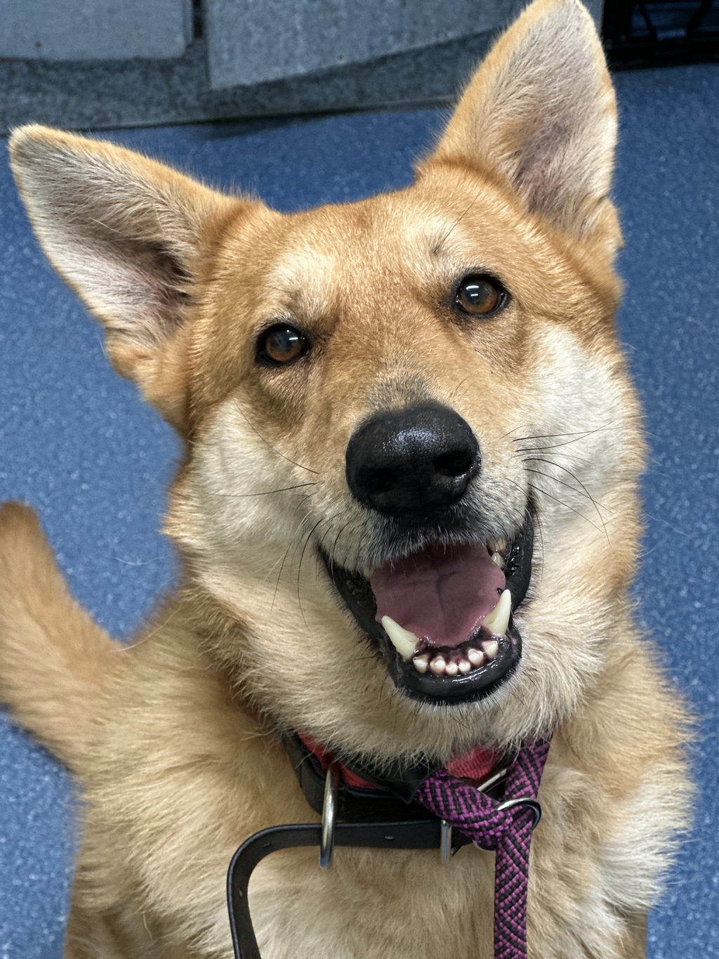 Jax - Medium Male German Shepherd x Shiba Inu Mix Dog in QLD - PetRescue