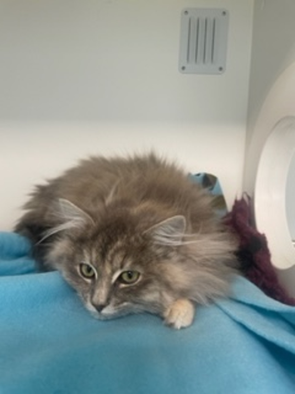 Charmian - Female Domestic Longhair Cat in VIC - PetRescue