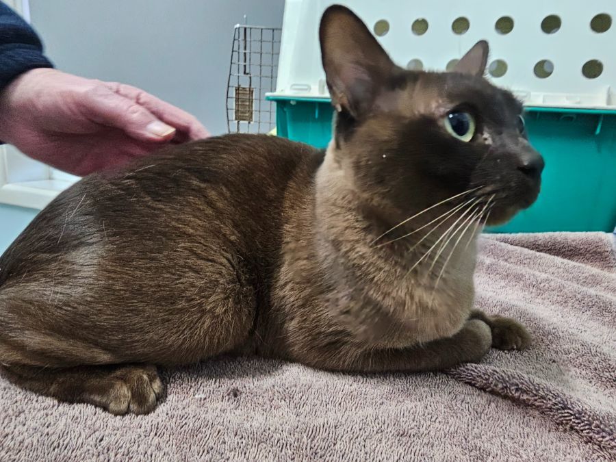 Coco - Male Burmese Cat in NSW - PetRescue