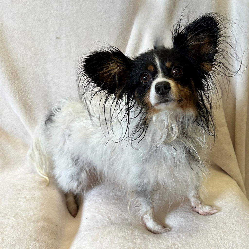 Penny - Small Female Papillon Mix Dog in VIC - PetRescue
