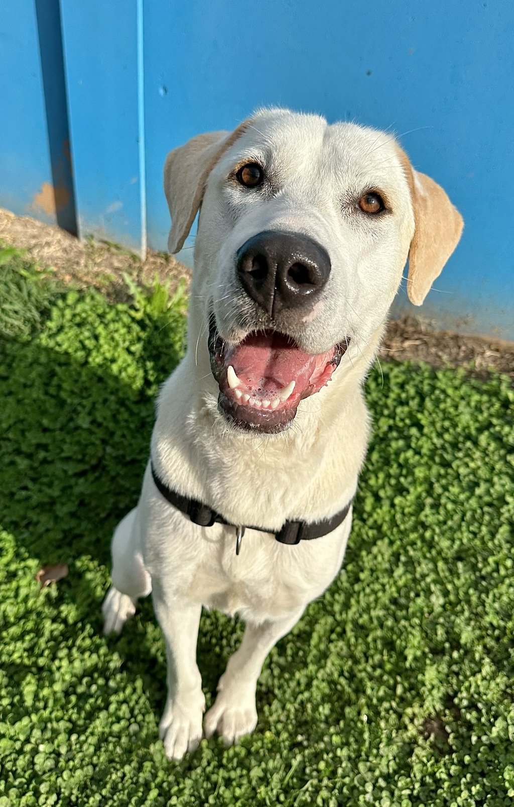 Reggie - Large Male Maremma Sheepdog x Labrador Retriever Mix Dog in ...