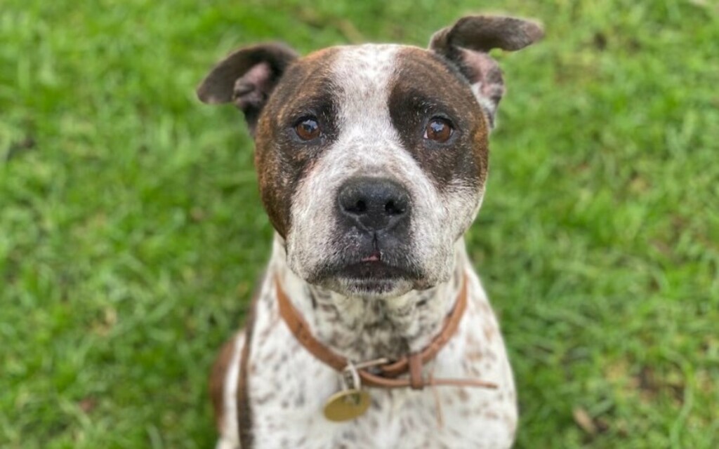 Roux Medium Female Staffy X Heeler Mix Dog In Vic Petrescue