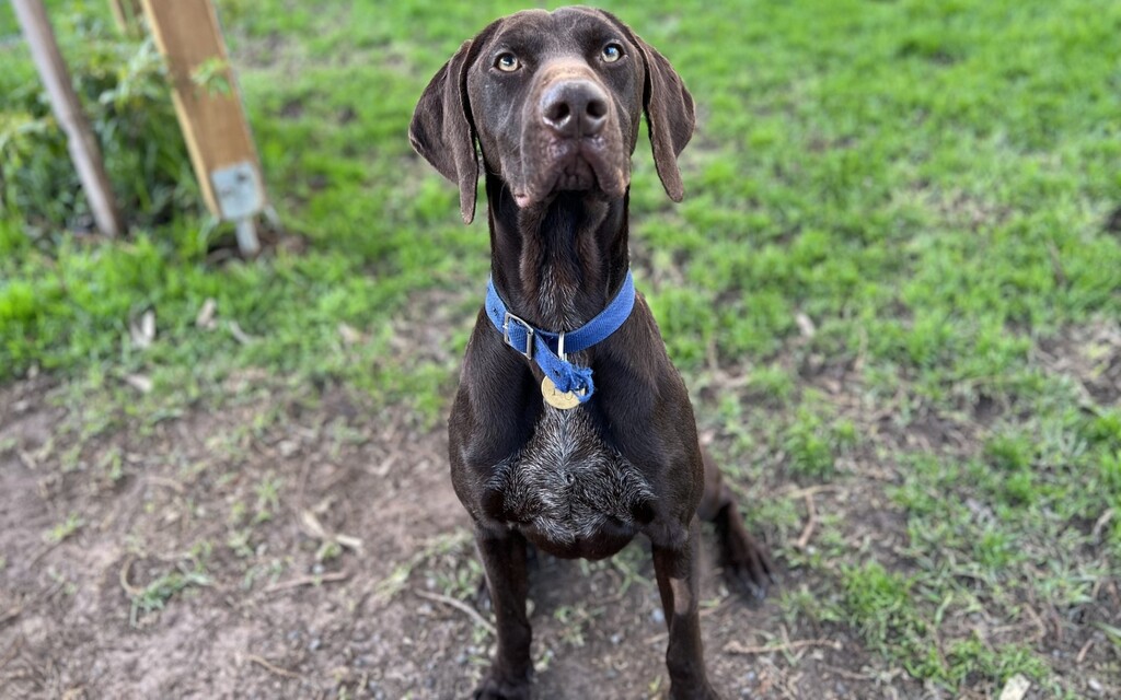 Milo - Large Male German Shorthaired Pointer Mix Dog in VIC - PetRescue
