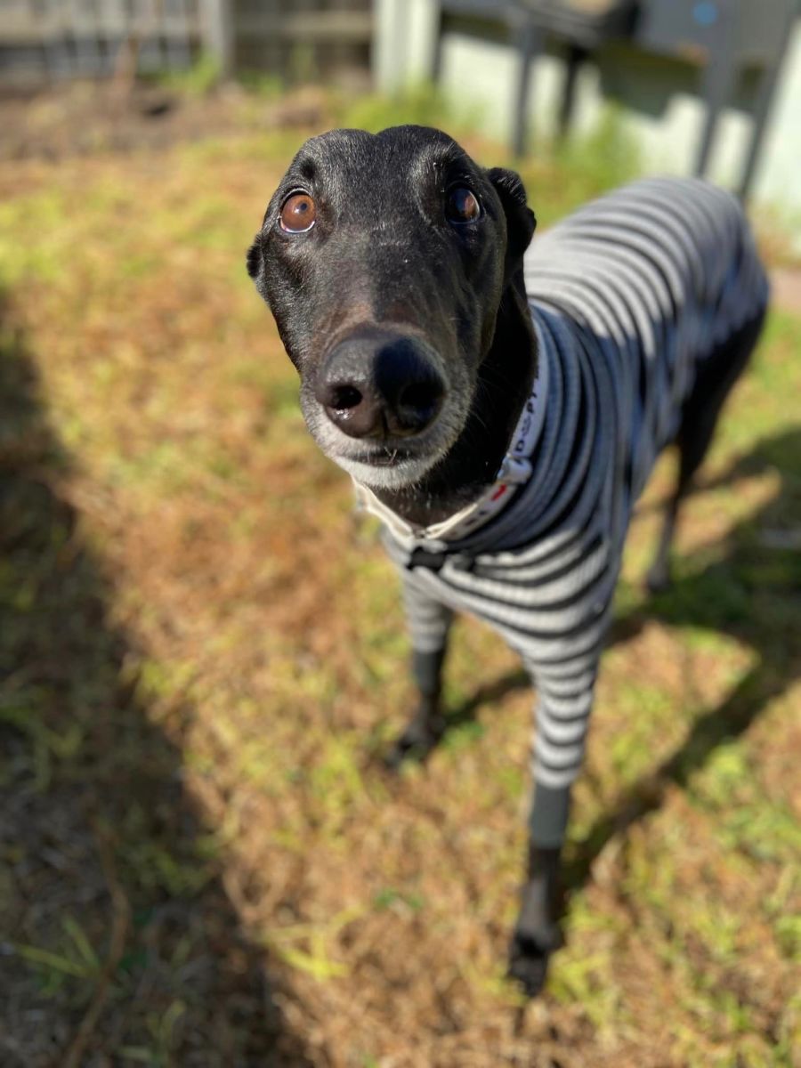Jack - Large Male Greyhound Dog in VIC - PetRescue