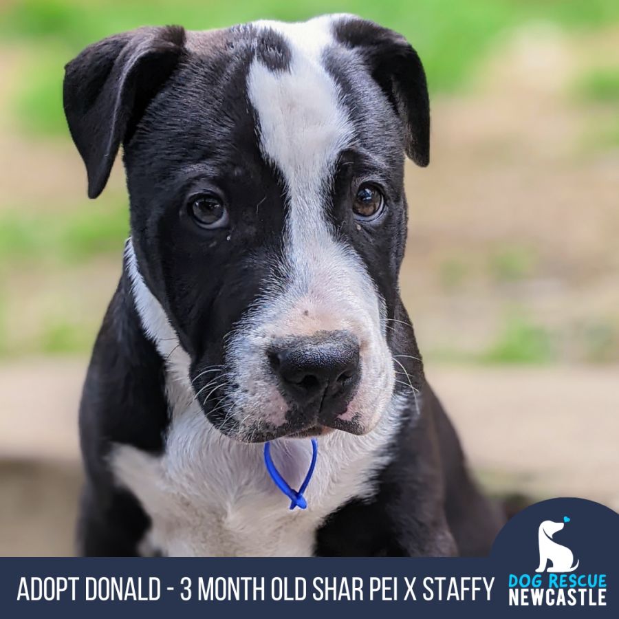 Donald - 14 Week Old Shar Pei X Staffy (Trial) - Medium Male Shar-Pei x ...