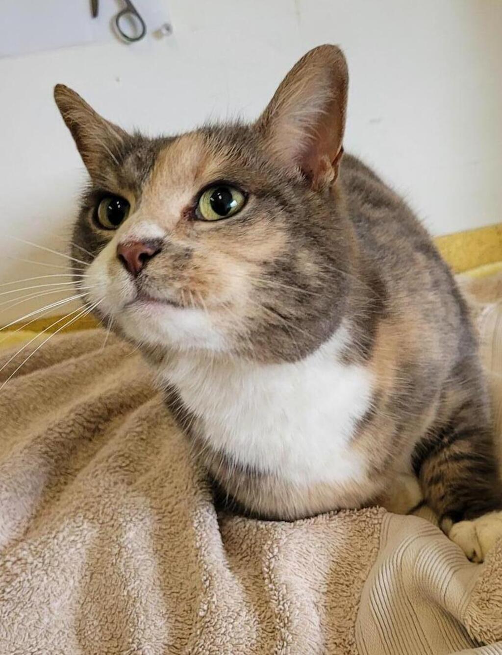 Sadie - Female Domestic Short Hair Mix Cat in VIC - PetRescue
